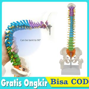 Jual Alat Peraga Model Anatomi Kerangka Tulang Belakang Panggul Manusia ...