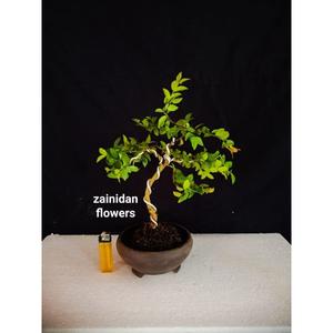 Jual bonsai buah anggur brazil..tinggal pajang.sudah dipasang kawat ...