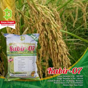 Jual 100%Ori Padi Kabir 07 Galur Lokal Aceh [Stok Ready] - Kab. Bandung ...