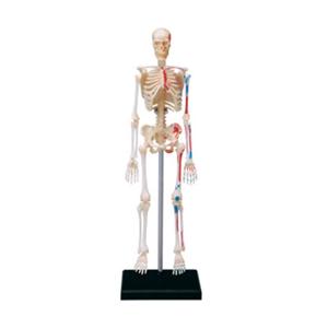 Jual Removable Mini Human Skeleton Model Full Body Small Skeleton ...