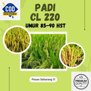 Jual 100%Ori Benih Padi Premium Cl 220 Kemasan 5Kg [Stok Ready] - Kab ...