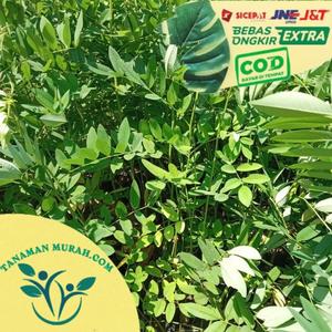 Promo bibit indigofera siap tanam - Kota Semarang - tanaman murah. COM ...