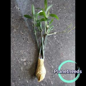 Jual 5 stek bunga kencana ungu stek ruellia tuberosa brittoniana bunga ...