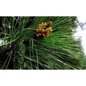Jual Daun pinus segar - daun pinus fresh 500 gram - Kab. Bandung ...