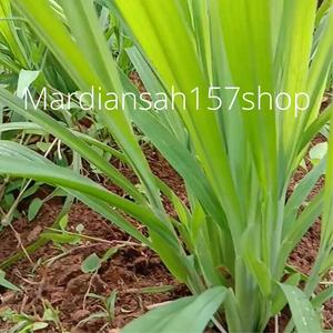 Jual Bibit rumput setaria sataria - bibit demplot pakan ternak - 500 ...