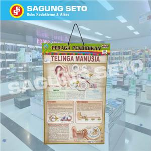 Jual POSTER PERAGA PENDIDIKAN TELINGA MANUSIA / POSTER TELINGAN MANUSIA ...