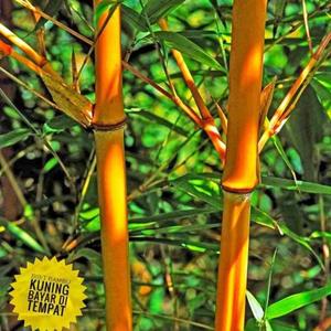 Jual Bibit bambu kuning mini - stek bonggol bambu kuning pengusir setan ...