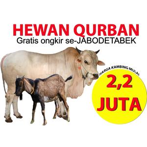 Jual HEWAN QURBAN QURBAN SAPI QURBAN KAMBING QURBAN MURAH AQIQAH AKIKAH - Kota Denpasar ...