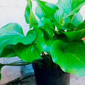 Jual New Tanaman Hias Hosta plantaginea / bunga lily lokal - umbi - Kab ...