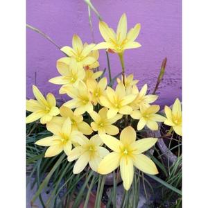 Promo Tanaman hias bunga rain lily kucai tulip-tanaman hidup- kombinasi ...