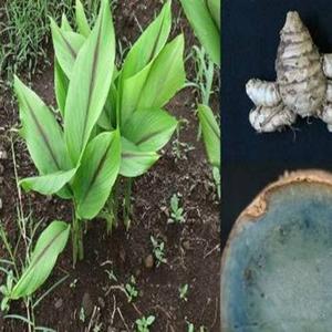 Jual New Promo Bibit tanaman temu ireng kunyit hitam ireng segar ...