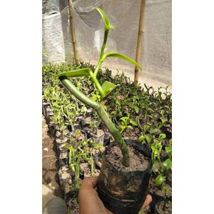 Jual Bibit Vanili 1 meter sulur - Panili Unggul Per meter Vanilli ...