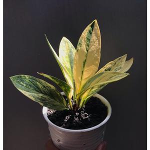 Jual Tanaman bunga Anthurium jemani variegata / Anturium jemani ...