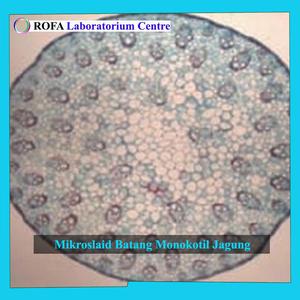 Jual Mikroslaid Batang Monokotil Jagung / Preparat Batang Monokotil ...