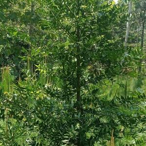 Jual Tanaman hias pohon damar laut tinggi 3 meter - Kab. Bogor - D & V ...