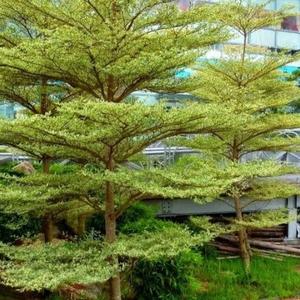 Jual promo!! pohon ketapang kencana mini 2.5m Tanaman hias ketapang ...