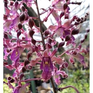 Promo Tanaman hias anggrek dendrobium purple earlyta sudah spike/knop ...