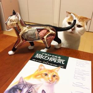 Jual Model Anatomi Organ Hewan Mainan Rakitan Intelijen Kucing 4D Model ...