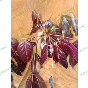 Jual isi 30 lembar pucuk daun jengkol segar buat lalap - Kab. Bandung ...