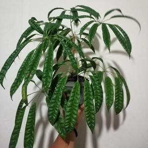 Jual Tanaman Schefflera Albido-Bracteata ( Walisongo Pete ) - Kota Batu ...