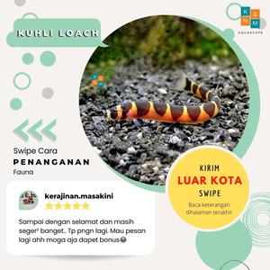 Jual Ikan Hias Kuhli Loach Kerajinan Air Tawar Aquarium Aquascape - Kab ...