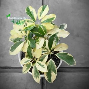 Jual Tanaman hias Walisongo Variegata - Pohon walisongo variegata ...