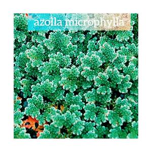 Jual azolla microphylla pakan ternak 1kg, bibit azolla microphylla ...