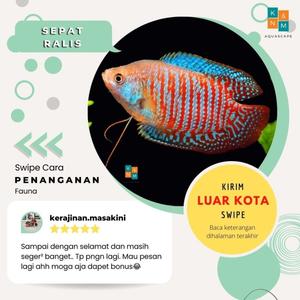 Jual Sepat Ralis Ikan Hias Air Tawar Aquarium Aquascape - Kab ...