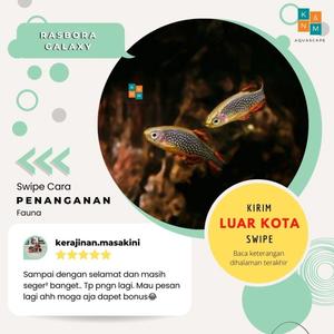 Jual Rasbora Galaxy Ikan Hias Air Tawar Aquarium Aquascape - Kab ...