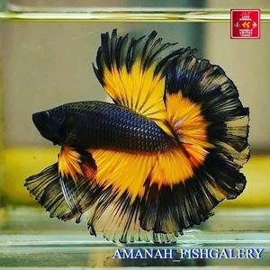 Jual ikan cupang hm warna cantik cupang bulan - Kab. Tulungagung ...