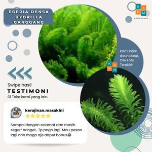 Jual Hydrila Hidrila Hydrilla Ganggang Tanaman Air Aquascape Tanpa Low ...