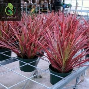 Jual Tanaman Hias Dracaena Tricolor - Tanaman Hias Outdoor - Kota Depok ...