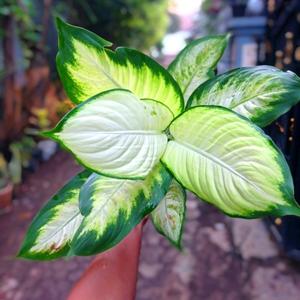 Jual TERMURAH! Tanaman Hias Aglonema Tissue Bunga Aglaonema Susu Tisu ...