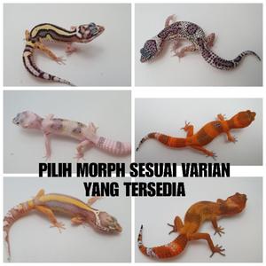 Jual Eublepharis Macularius Pilih Sesuai Varian Gecko Tokek Hias - Snow ...