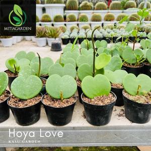 Jual Tanaman hias hoya love sweet heart - Full set include pot & tanah ...