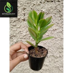 Jual Tanaman Hias Jade Plant / Jade Plant / pohon uang / Tanaman Hias ...
