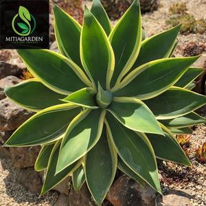 Jual Tanaman hias pot agave hijau tanaman agave raja siklok - Kota ...