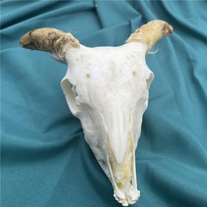 Jual 1Pcs Real Sheep Skull Collection Animal Skull Specimen Teaching ...