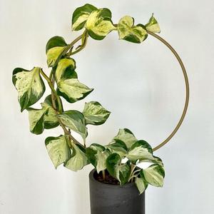 Jual Manjula Pothos - The Jewel of the Pothos Family - Kota Bekasi ...