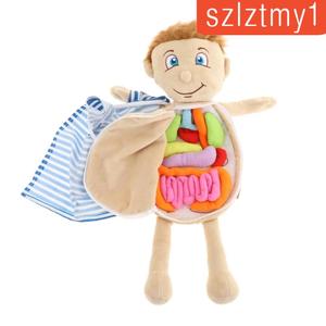 Jual [HOT ] Human Body Anatomy Toy Teaching Tool Organ Toy Removable ...