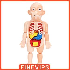 Jual Finevips Model Anatomi Torso / Anatomi Tubuh Manusia Untuk Alat ...