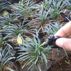 Jual gtm tanaman hias kucai mini - Jakarta Pusat - Griya Tani Mandiri ...