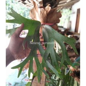 Jual Tanaman Hias mungil / Simbar menjangan / Tanduk rusa / Platycerium ...