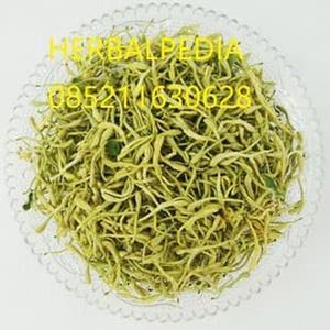 Jual Teh Bunga HoneySuckle Premium Jin Yin Hua Flower Tea Kim Gun Hue ...