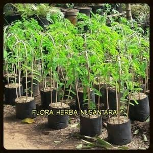 Jual Pohon Saga Bibit Saga Tanaman Saga Daun Saga Manis Saga Rambat ...