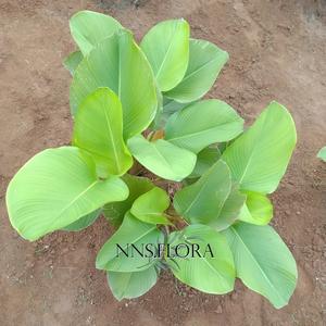 Jual tanaman calatea lutea - calathea pisang - tanaman kalatea - Kab ...