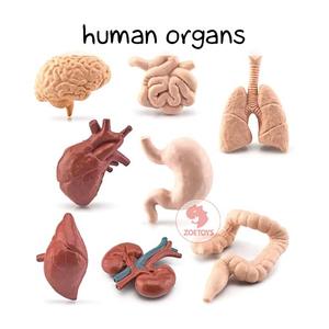 Jual shukaku Human Organs | Mainan Montessori Alat Peraga Organ Tubuh ...