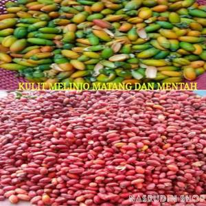 Jual KULIT MELINJO TANGKIL 1KG MALINJO MELINJAU MALINJAU MURAH SEGAR ...