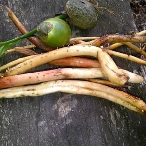 Promo Akar pinang muda segar 1kg (DIJAMIN MUDA) akar jambe muda - Kab ...