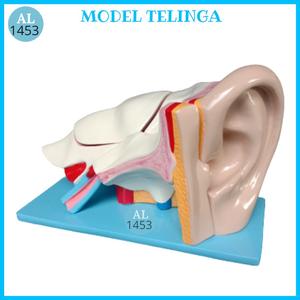Jual [GROSIR] MODEL TELINGA ALAT PERAGA ANATOMI PHANTOM MANIKIN ...